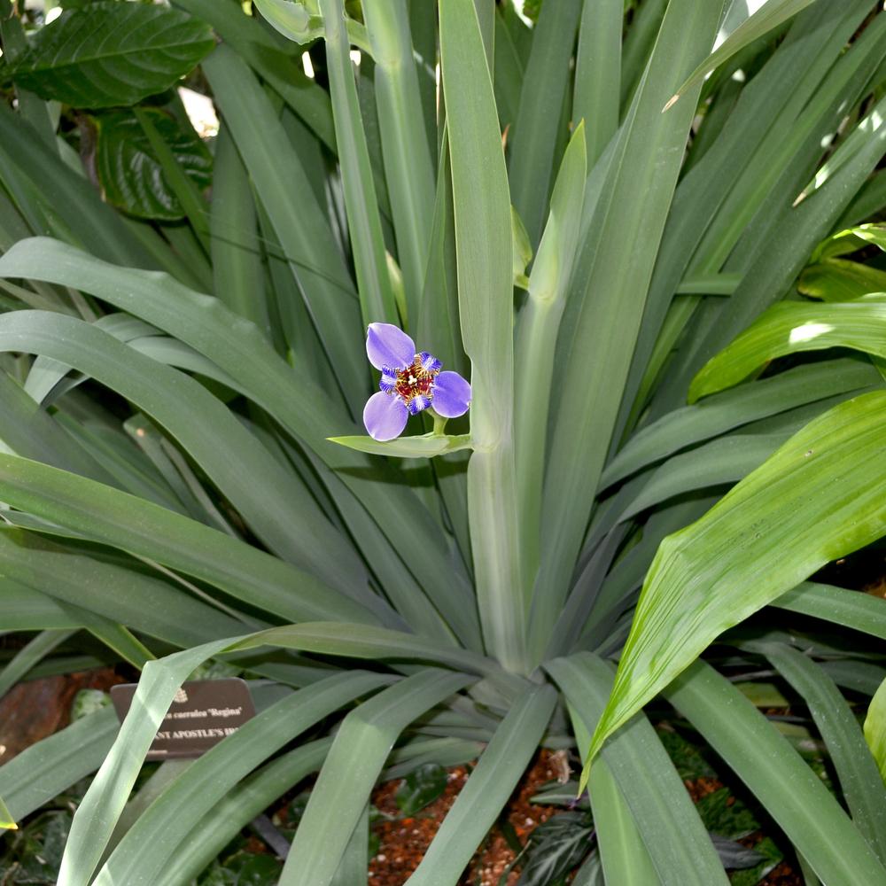 Photo of the entire plant of Walking Iris (Neomarica coerulea) posted ...