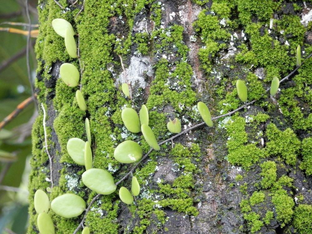 Photo of the entire plant of Pyrrosia piloselloides posted by ...