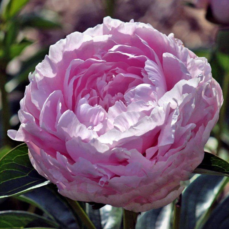 The Green Pages: Hollingsworth Peonies - Garden.org