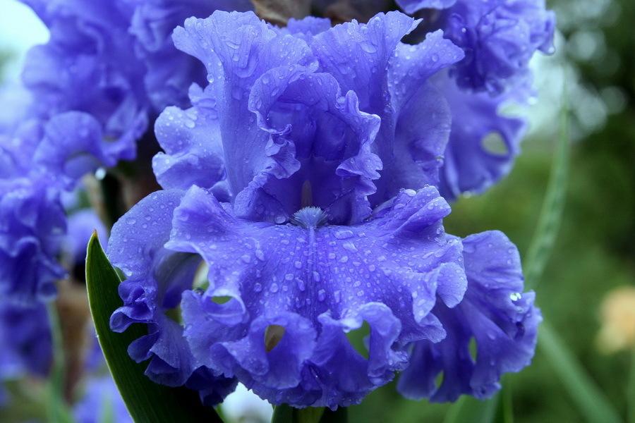 Tall Bearded Iris (Iris 'Sea Power') in the Irises Database - Garden.org
