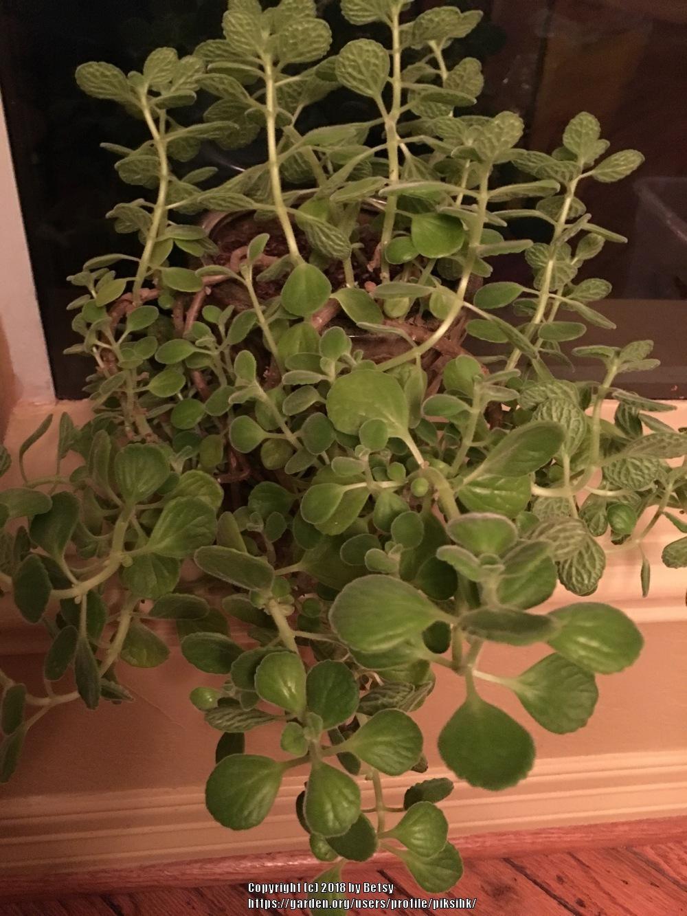 Photo of the entire plant of Vicks Plant (Plectranthus hadiensis ...