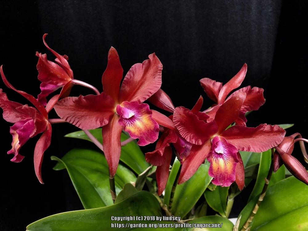 Orchid (Rechingerara Honky Tonk Woman) - Garden.org