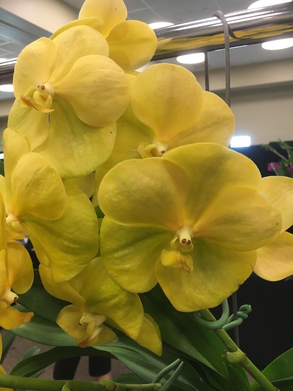 Orchid (Vanda Frances Lindner) - Garden.org