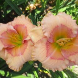 Photo of the bloom of Daylily (Hemerocallis 'Raspberry Winter') posted ...