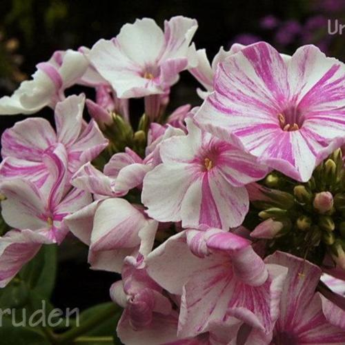 Phlox (Phlox paniculata 'Picasso') in the Phloxes Database - Garden.org