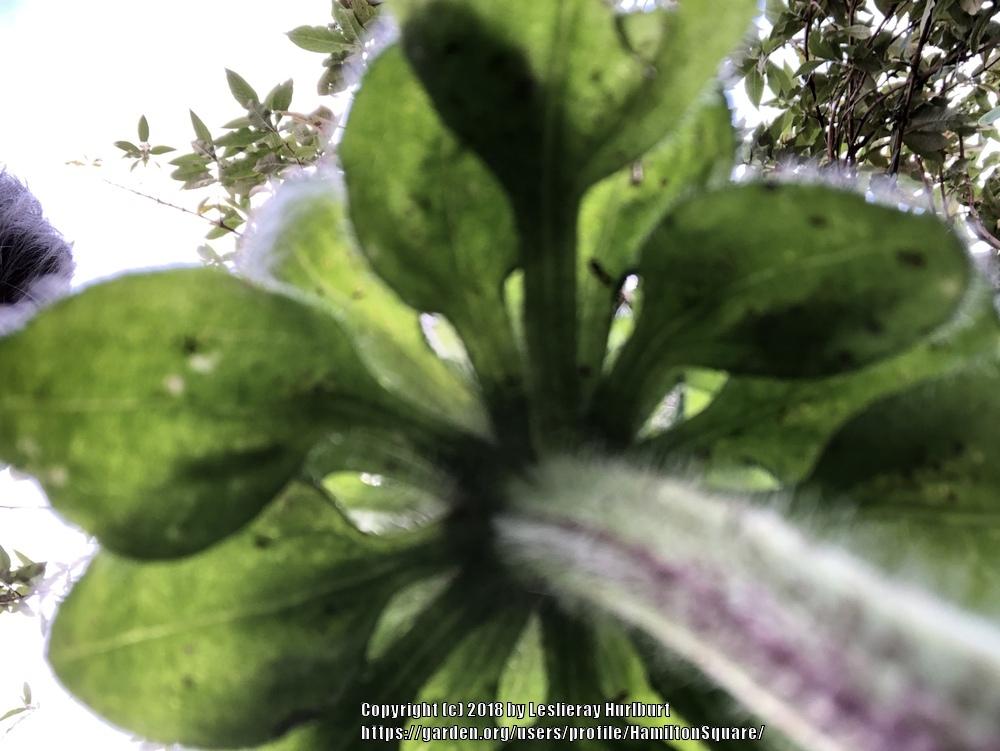 Flower distortion of Rudbeckia hirta in the Pests and Diseases forum ...