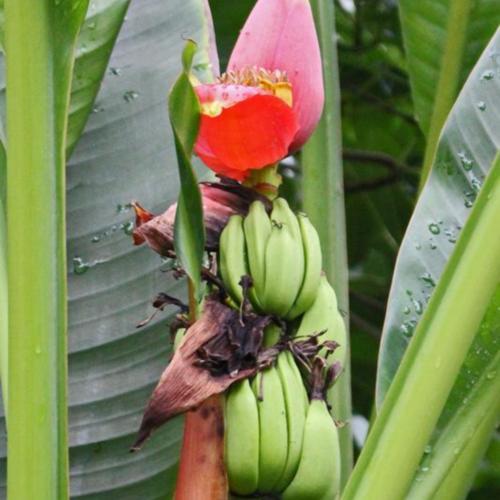 Banana (Musa rubra) in the Bananas Database - Garden.org