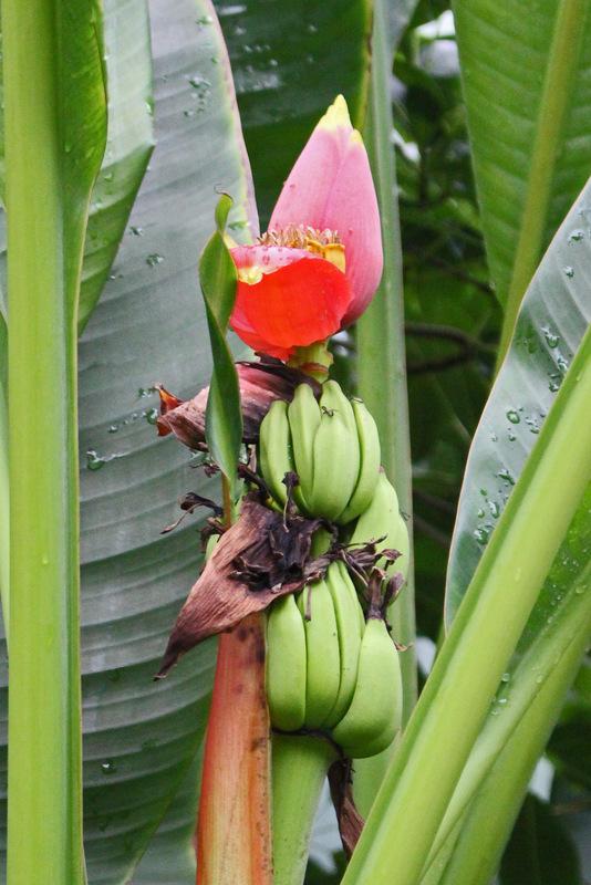 Banana (Musa rubra) in the Bananas Database - Garden.org