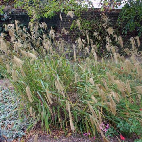 Himalayan Fairy Grass (Miscanthus nepalensis) - Garden.org