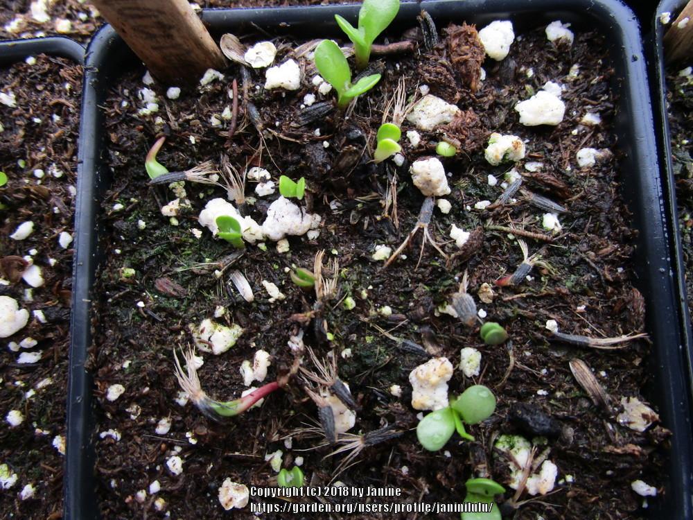 Photo of the seedling or young plant of Prairie Blazing Star (Liatris ...