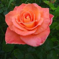 Photo of the bloom of Rose (Rosa 'Octoberfest') posted by clcroses ...