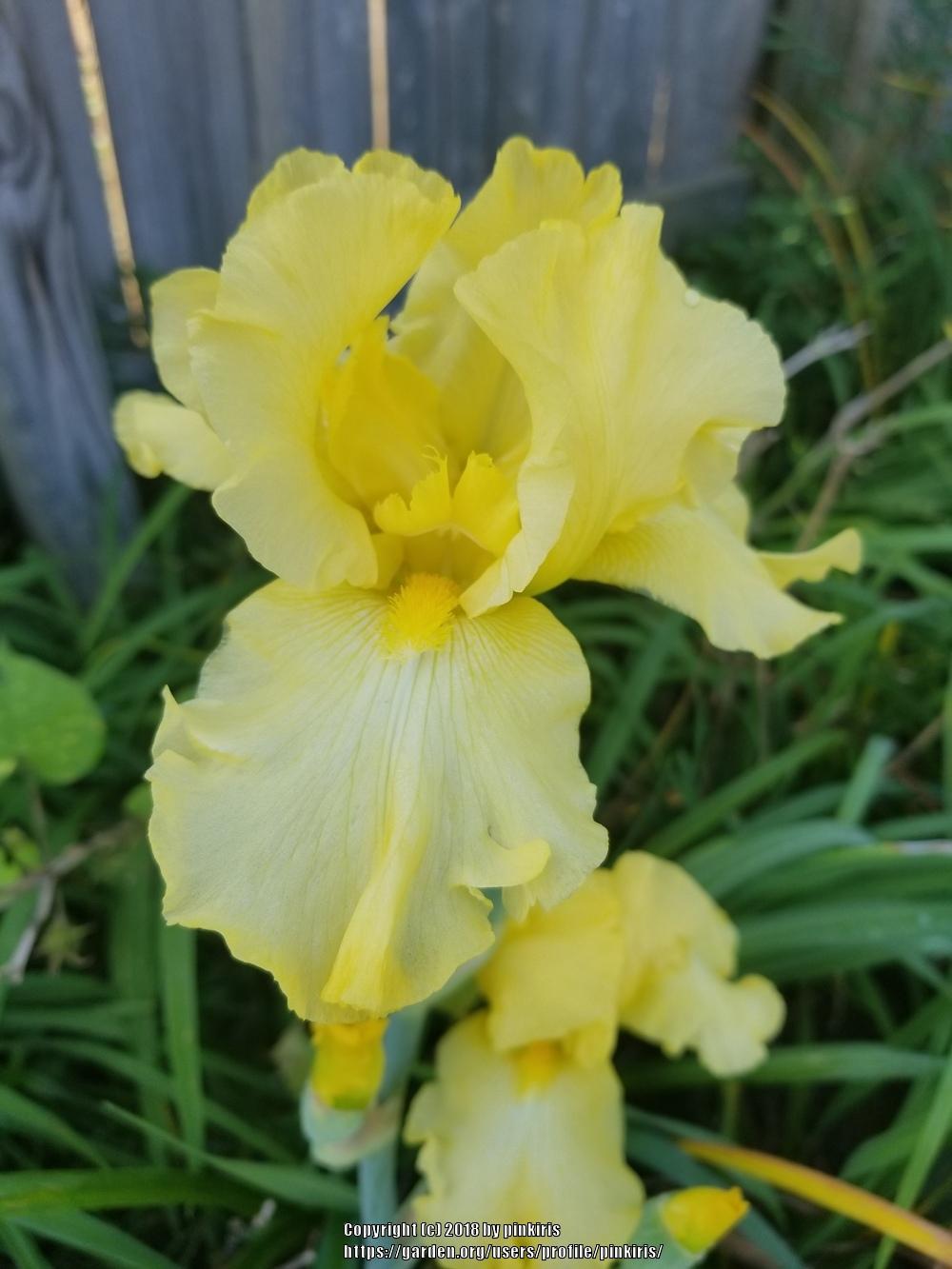 Tall Bearded Iris (Iris 'Harvest of Memories') in the Irises Database ...