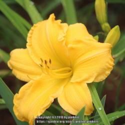 Daylily (Hemerocallis 'Jen Melon') in the Daylilies Database - Garden.org
