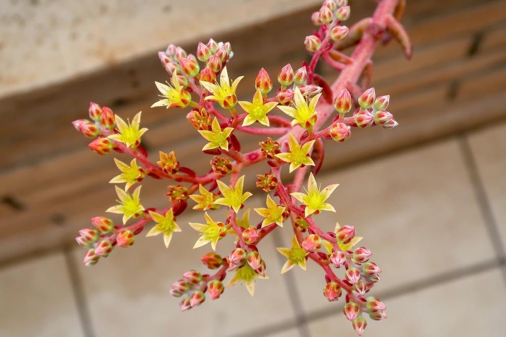 Dudleyas: Plant Care and Collection of Varieties - Garden.org