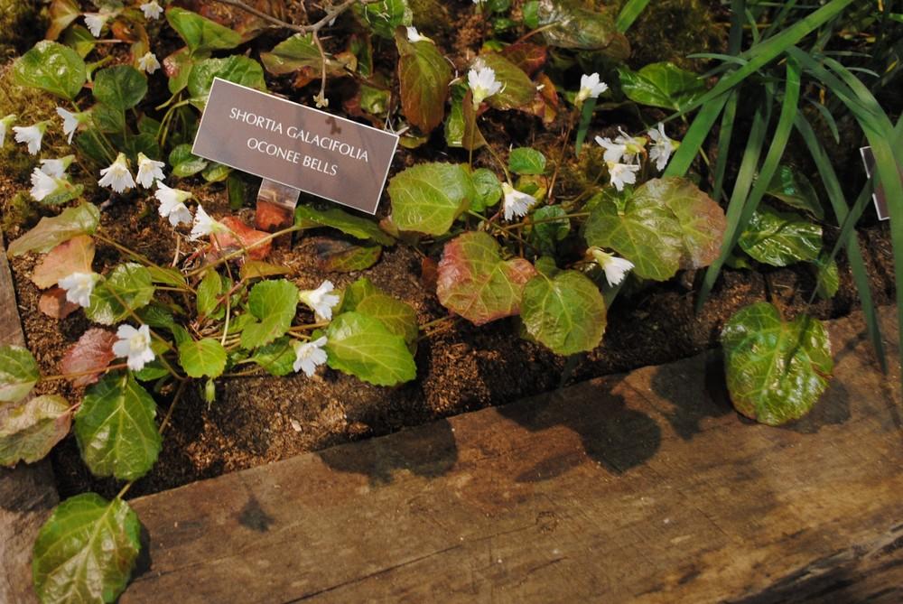 Photo of the entire plant of Oconee Bells (Shortia galacifolia) posted ...