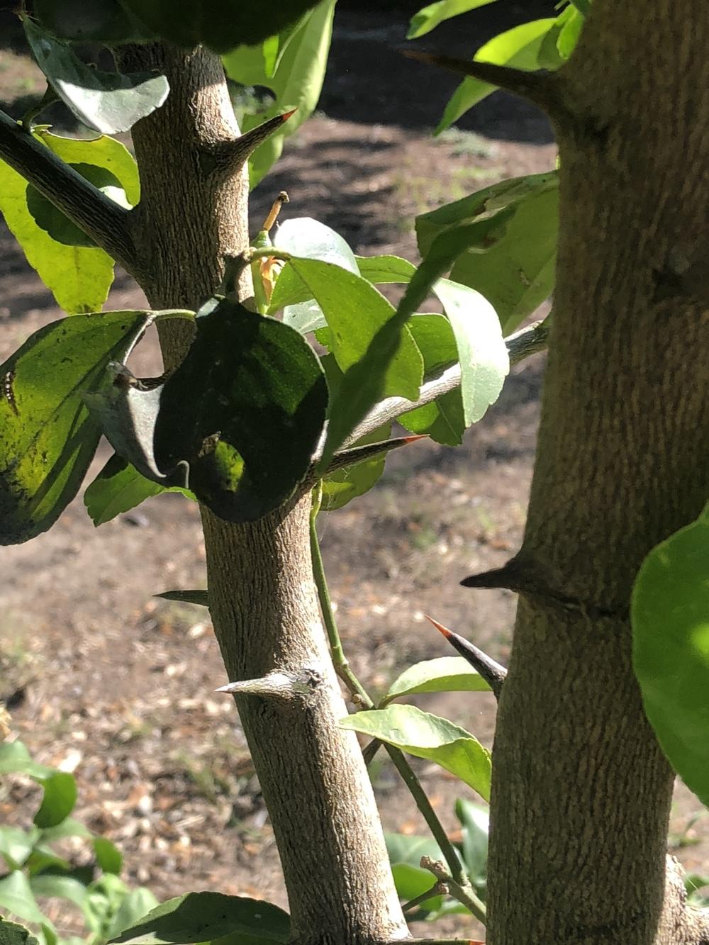 Valley Lemon Tree (spiked part?) in the Ask a Question forum - Garden.org