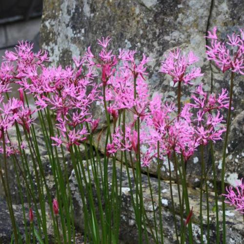 Nerine (Nerine undulata) in the Cape Lilies Database - Garden.org