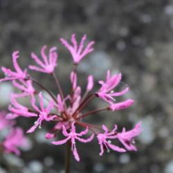 Nerine (Nerine undulata) in the Cape Lilies Database - Garden.org