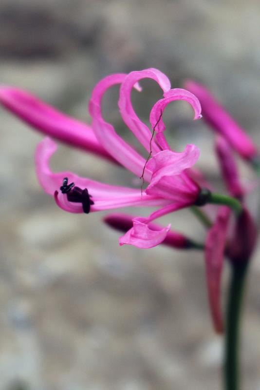 Cape Flower (Nerine humilis) in the Cape Lilies Database - Garden.org