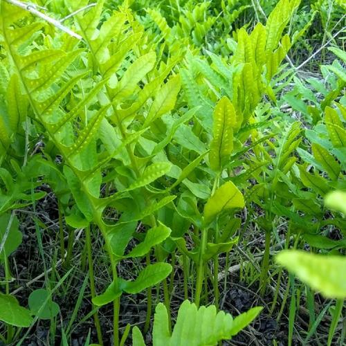 California Polypody (Polypodium californicum) - Garden.org