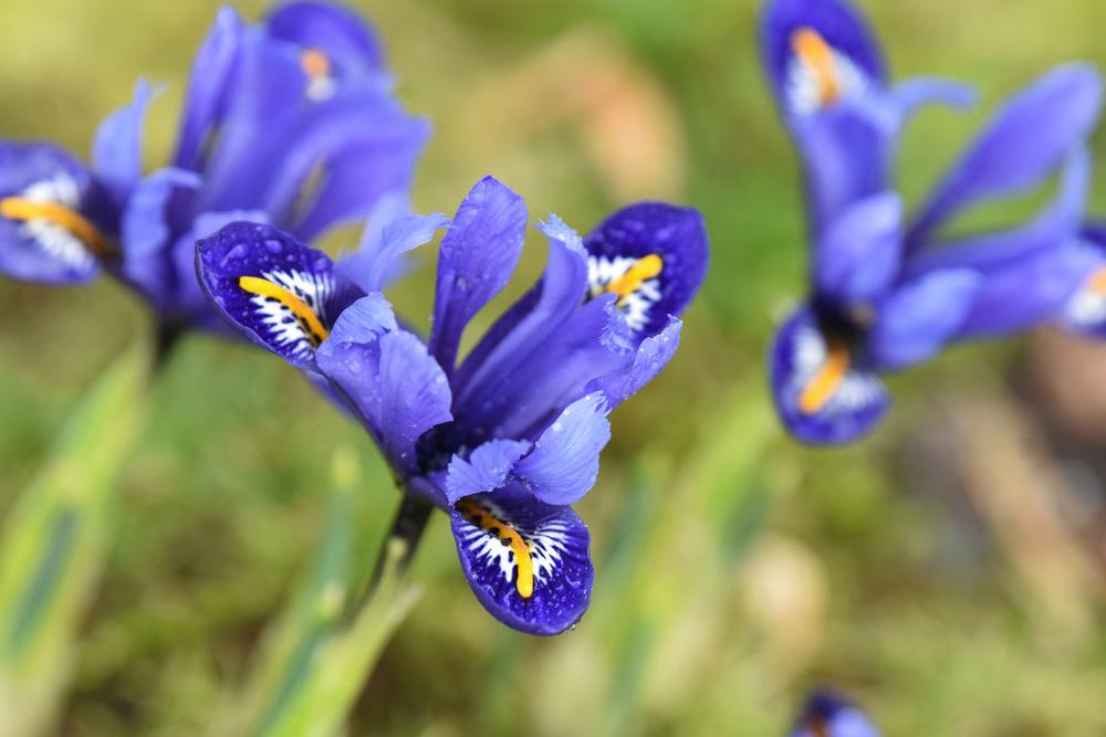 Iris (Iris reticulata 'Rhapsody.') in the Irises Database - Garden.org
