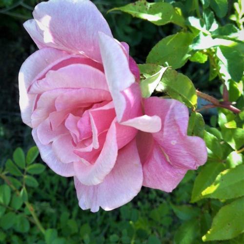 Rose (Rosa 'La Follette') in the Roses Database - Garden.org