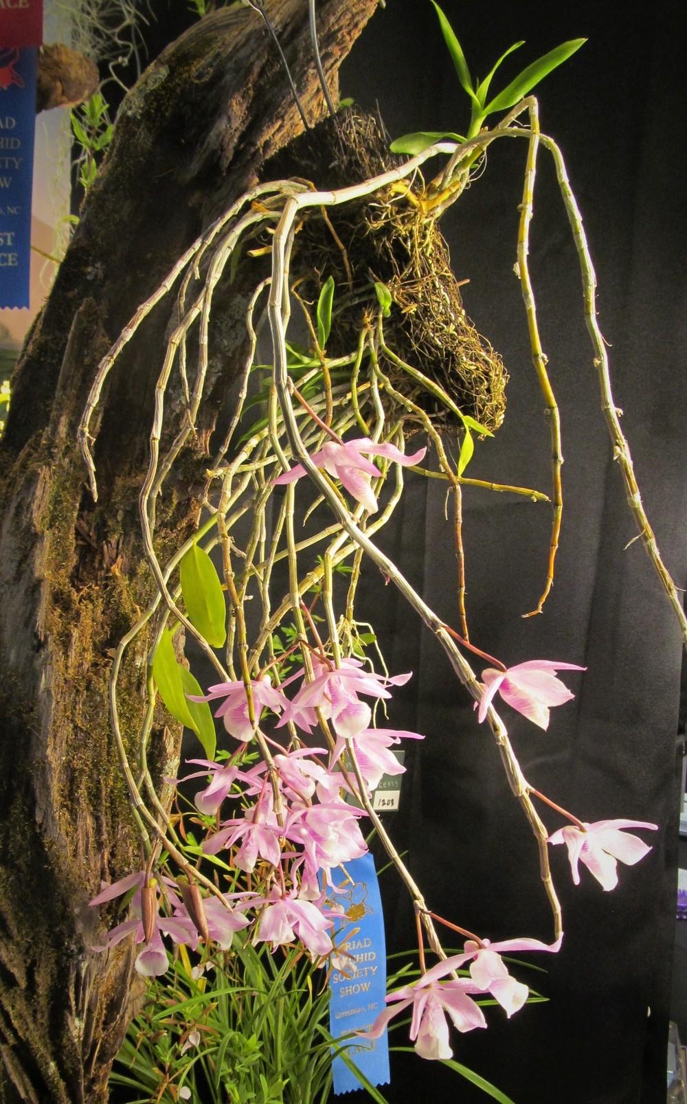 Orchid (Dendrobium Adastra) - Garden.org