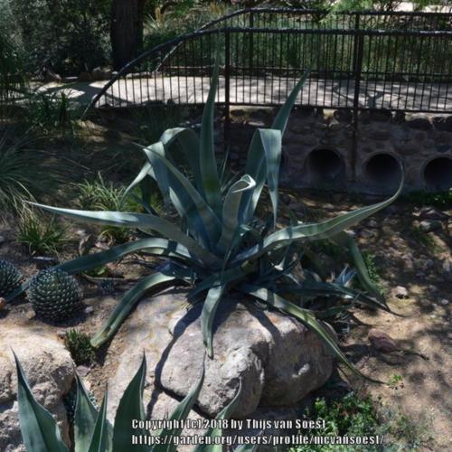 Manos Largas (Agave mapisaga) in the Agaves Database - Garden.org