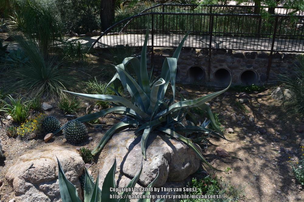 Photo of the entire plant of Manos Largas (Agave mapisaga) posted by ...