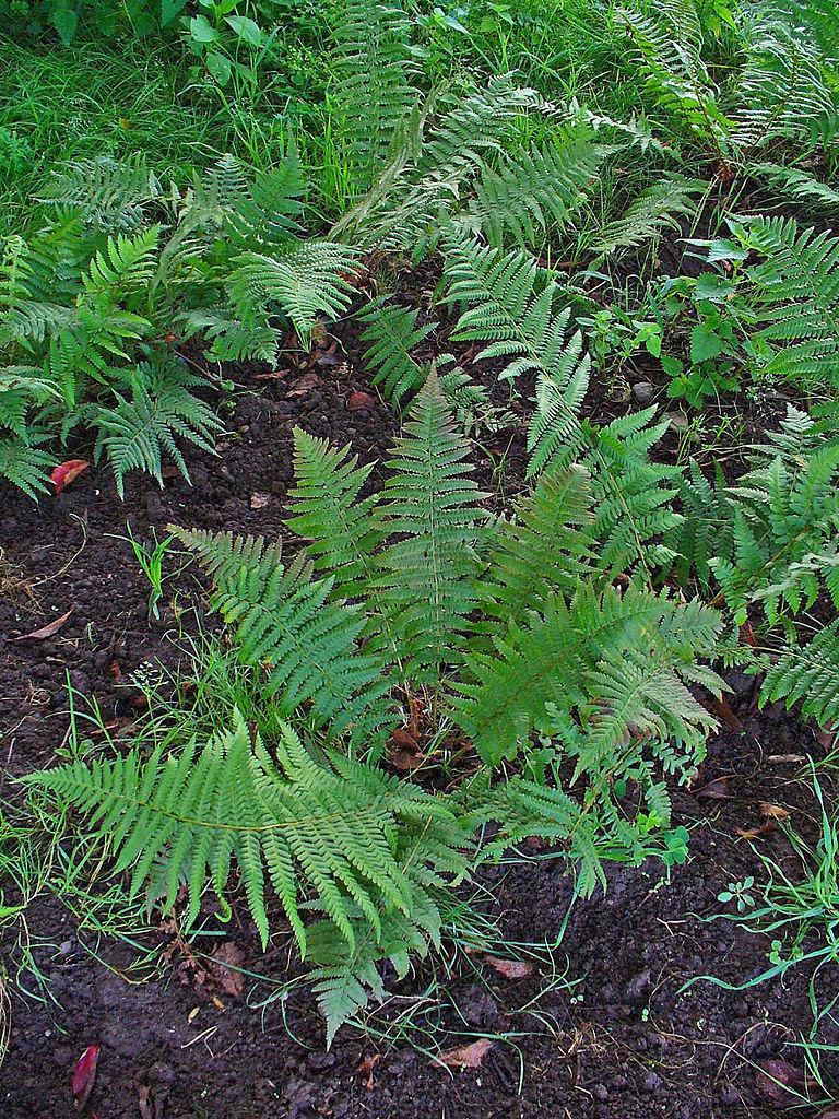 Photo of the entire plant of Common Male Fern (Dryopteris filix-mas ...