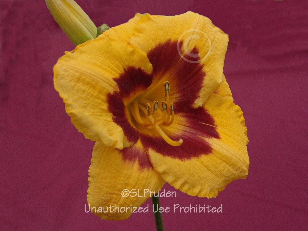 Photo of the bloom of Daylily (Hemerocallis 'Blackberry Candy') posted ...