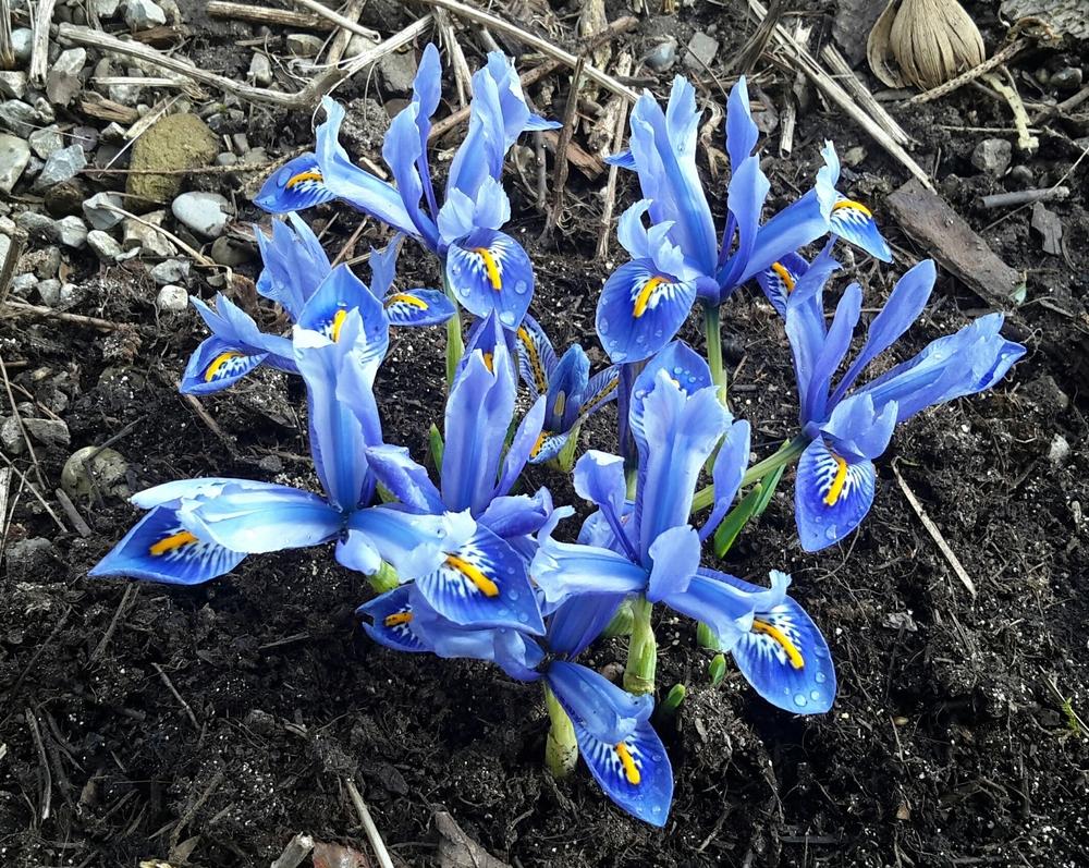 Photo of the bloom of Reticulated Iris (Iris reticulata 'Alida') posted ...