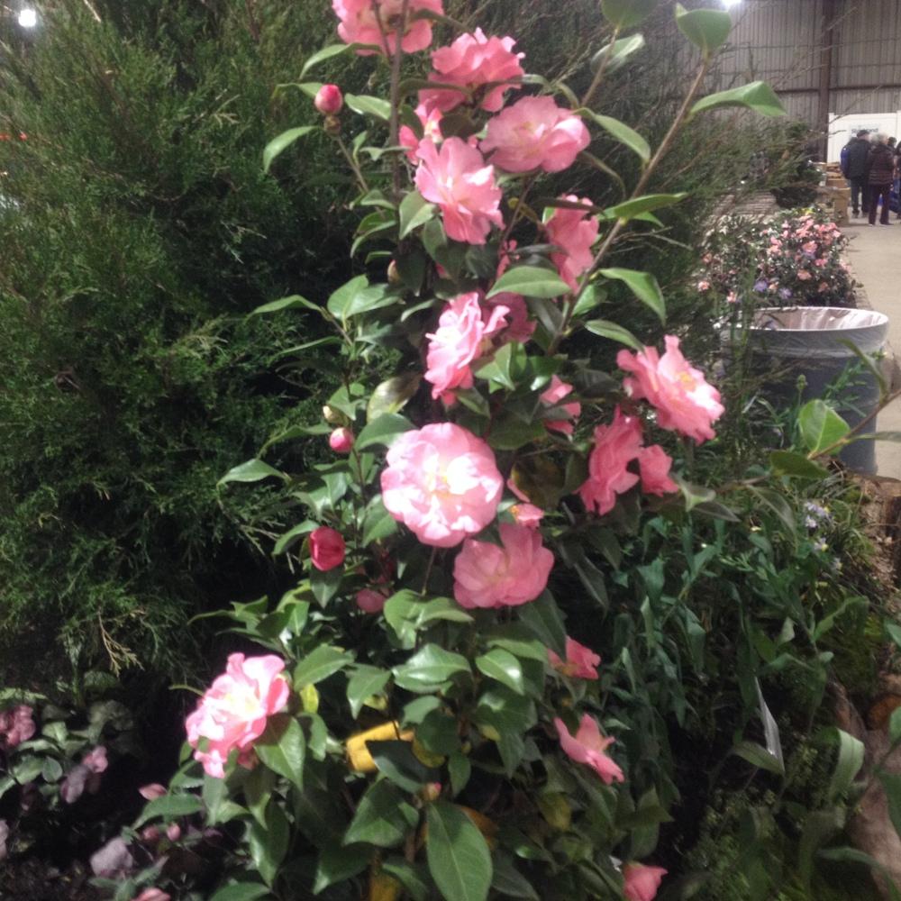 Photo of the entire plant of Japanese Camellia (Camellia japonica Ice ...