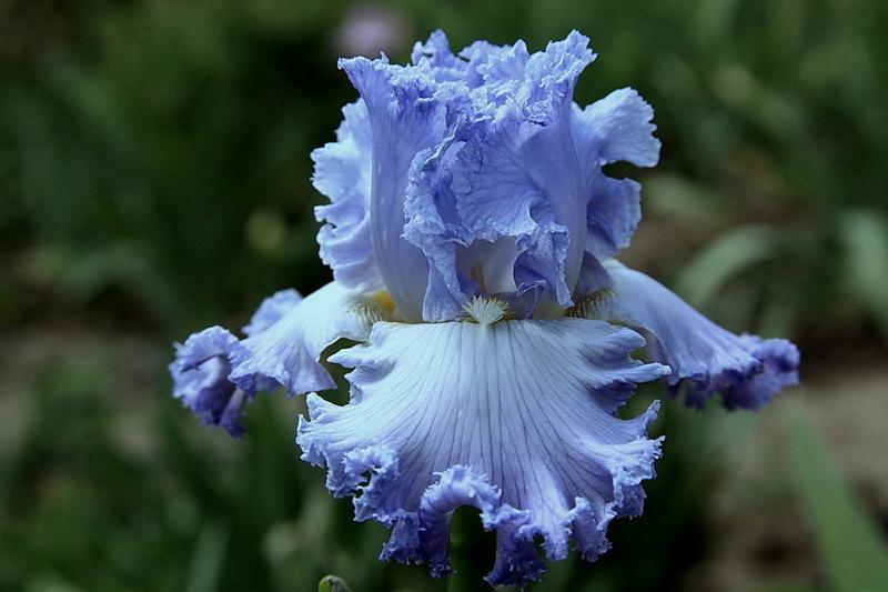 Photo of the entire plant of Tall Bearded Iris (Iris 'Fancy Stuff ...