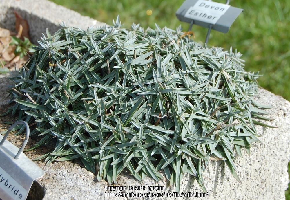 Photo of the winter interest of Whetman Pinks (Dianthus Star Double ...