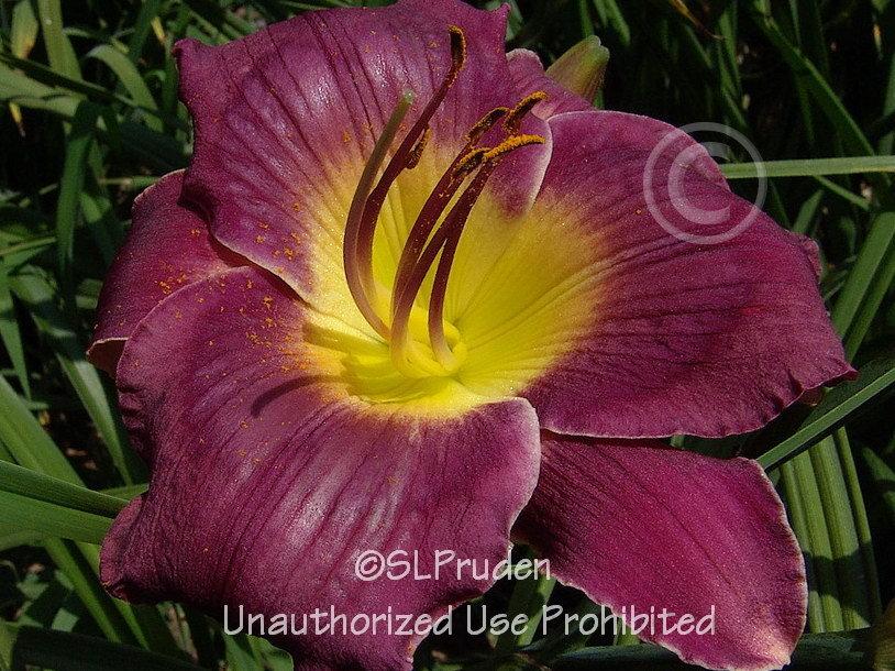 Daylily (Hemerocallis 'Bold Bandit') in the Daylilies Database - Garden.org