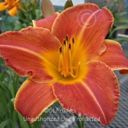 Daylily (Hemerocallis 'Bright Sunset') in the Daylilies Database ...