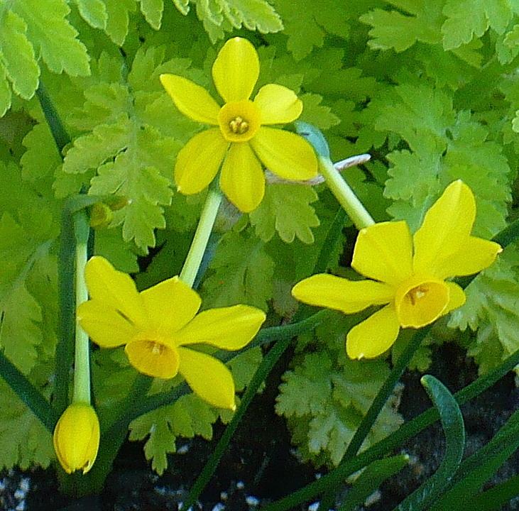 Jonquilla Daffodil (Narcissus 'Baby Moon') in the Daffodils Database ...