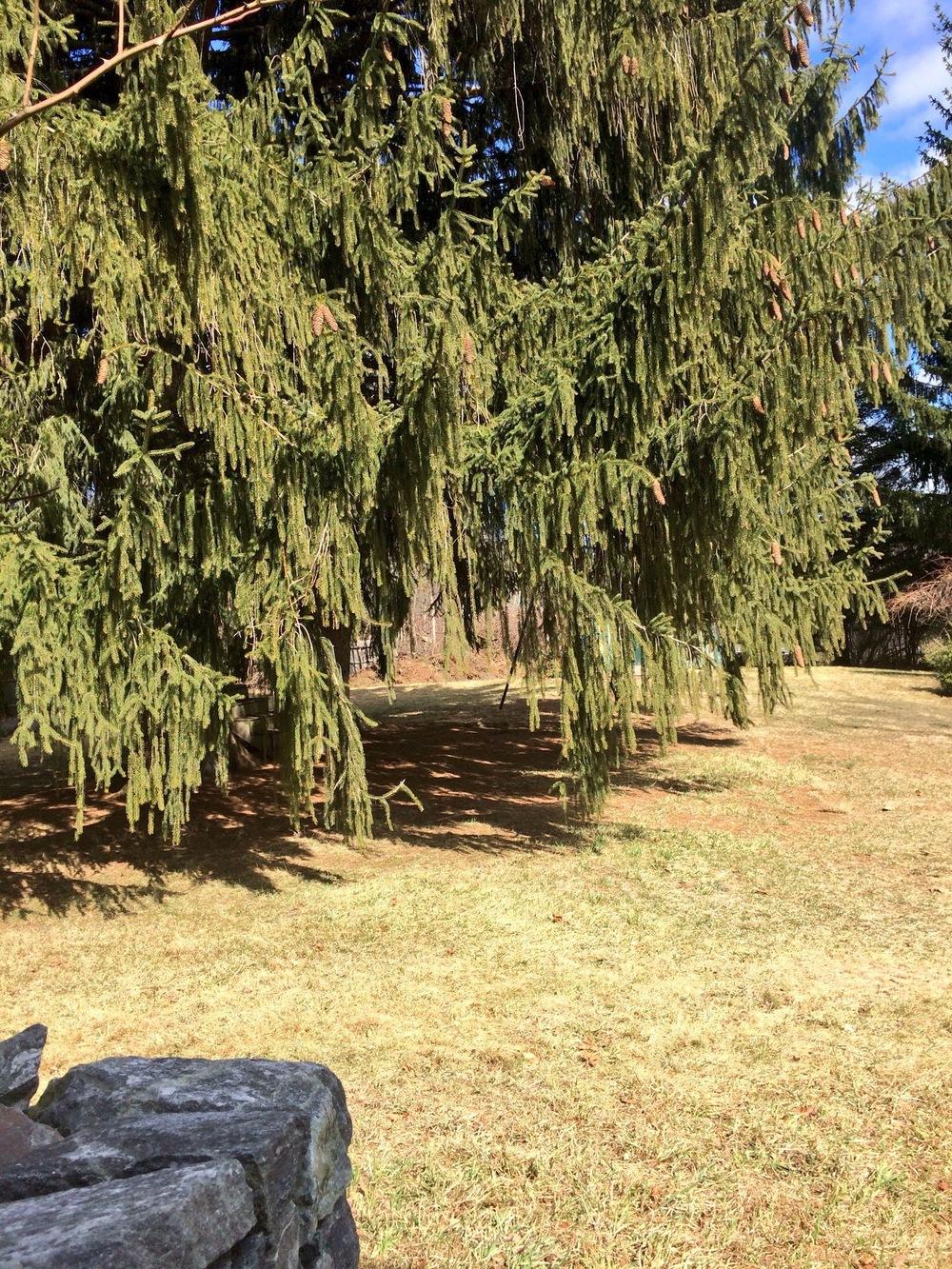 Weeping spruce trees I think? in the Ask a Question forum - Garden.org