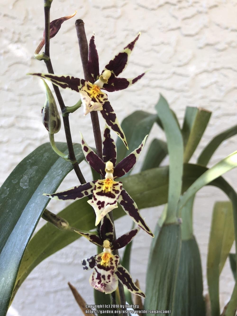 Photo of the bloom of Orchid (Brassidium Golden Gamine 'White Knight ...
