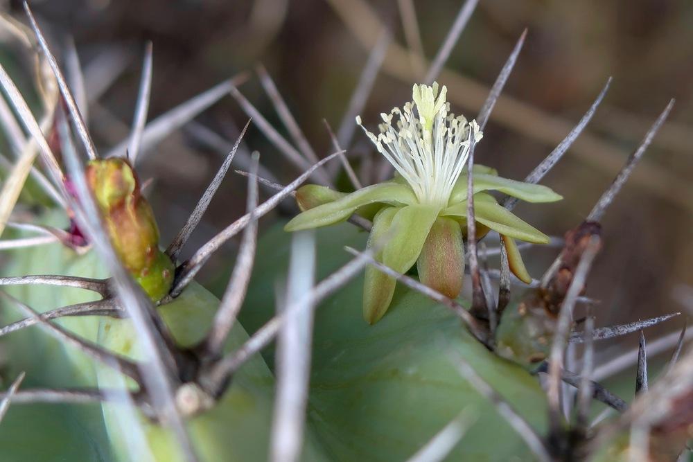 Photo of the bloom of Cochal (Myrtillocactus cochal) posted by Baja ...