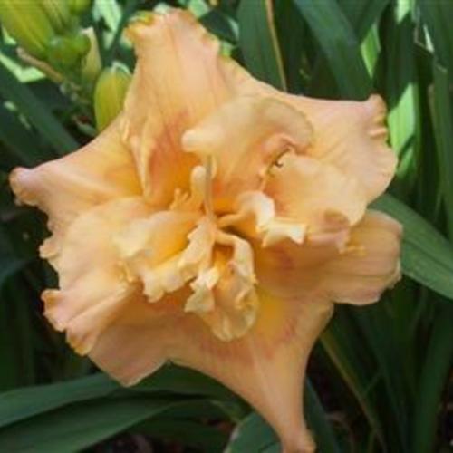 Daylily (Hemerocallis 'Jackson Carter') in the Daylilies Database - Garden.org