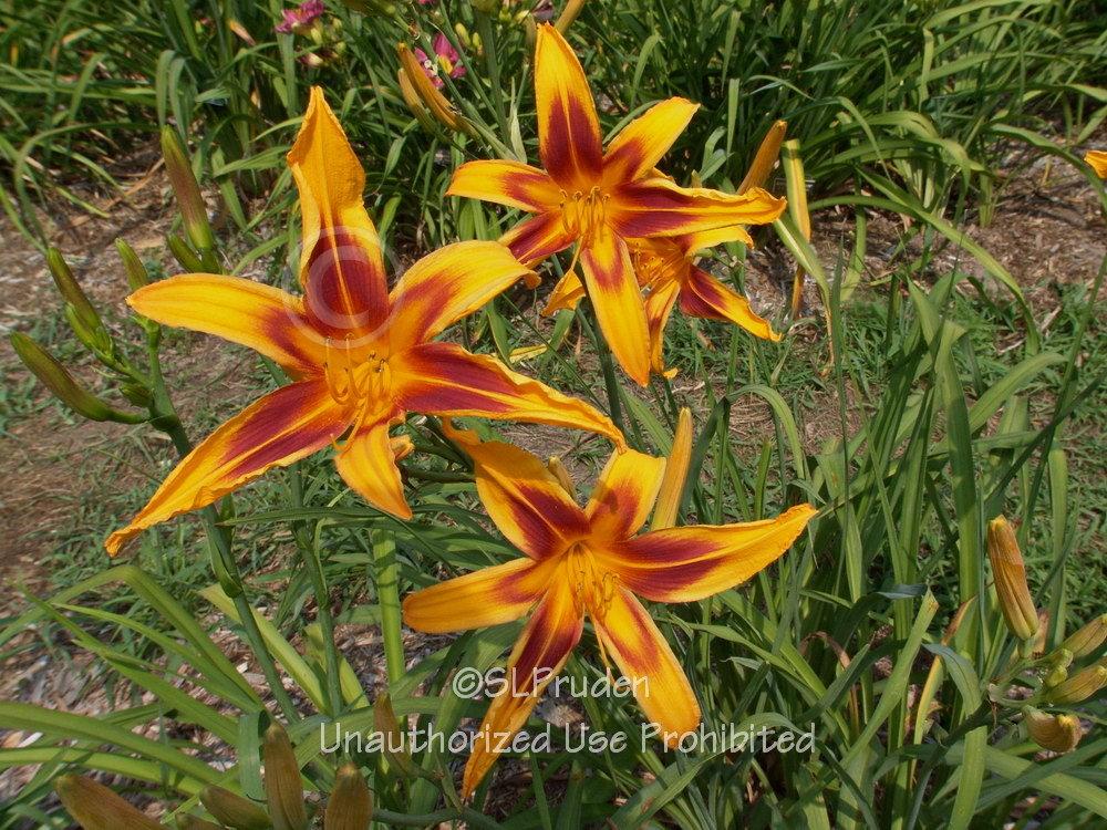 Photo of the entire plant of Daylily (Hemerocallis 'Calico Spider ...