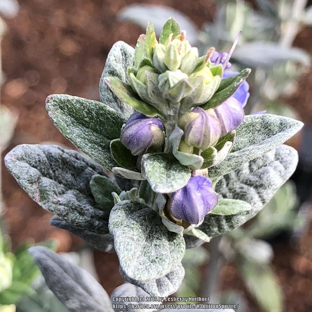 Shrubby Germander (Teucrium fruticans 'Compactum') - Garden.org