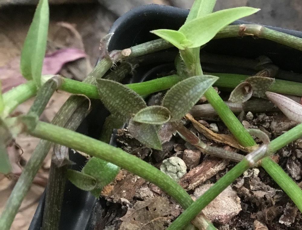 Little-Flower Roseling (Callisia micrantha) - Garden.org