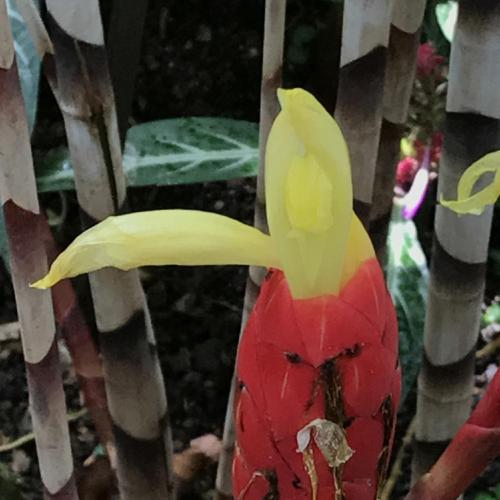 Bamboo Ginger (Costus stenophyllus) - Garden.org