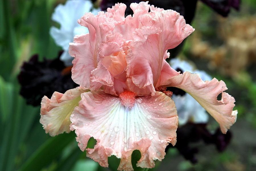 Tall Bearded Iris (Iris 'Coming Up Roses') in the Irises Database ...