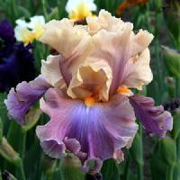 Tall Bearded Iris (Iris 'Chasing Rainbows') in the Irises Database - Garden.org