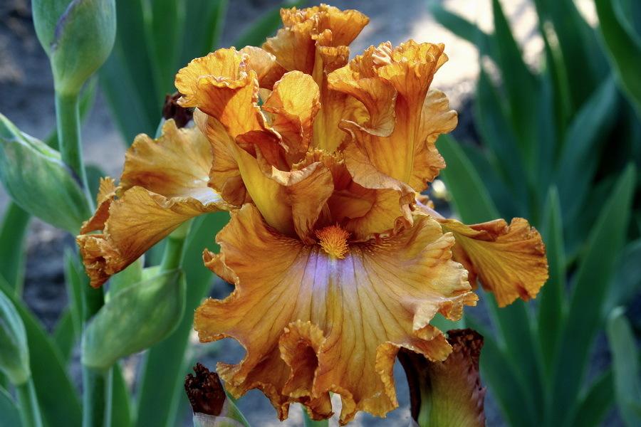 Tall Bearded Iris (Iris 'Erotic Touch') in the Irises Database - Garden.org