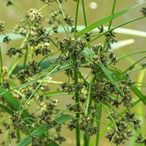 Panicled bulrush (Scirpus microcarpus) - Garden.org